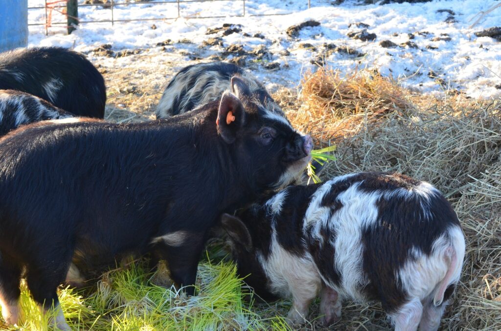 Growing Fodder for Pigs - Countryside